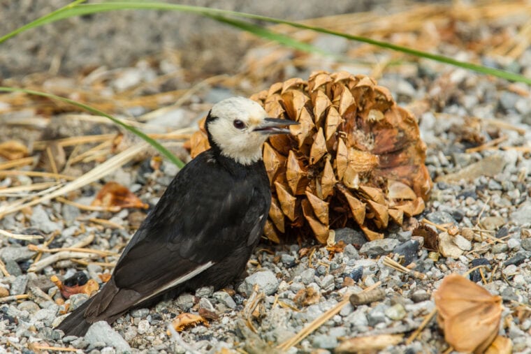 11 Species of Woodpeckers in Washington (with Pictures) - Optics Mag