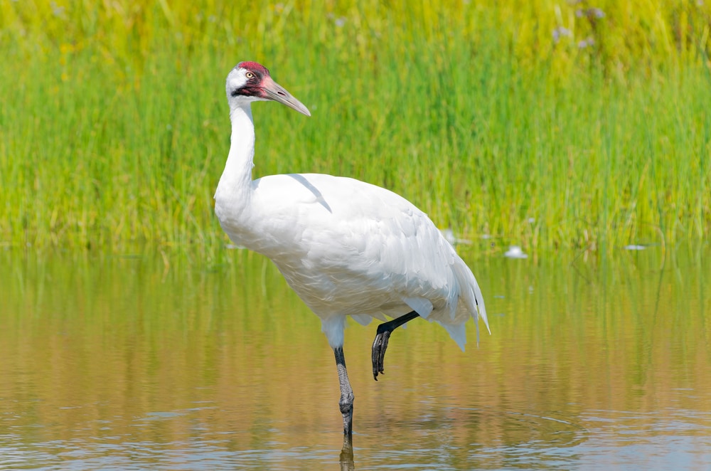15 Birds with Long Legs (With Pictures) - Optics Mag