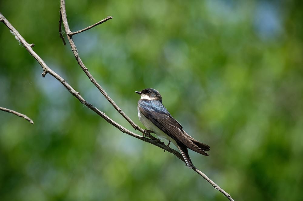 32 Common Backyard Birds in Michigan (With Pictures) - Optics Mag