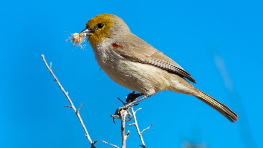 10 Common Backyard Birds in Arizona (with Pictures) - Optics Mag