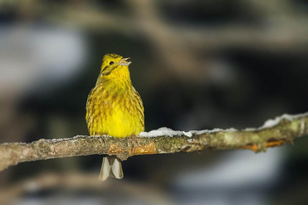 What Is Alabama's State Bird? How Was It Decided? - Optics Mag