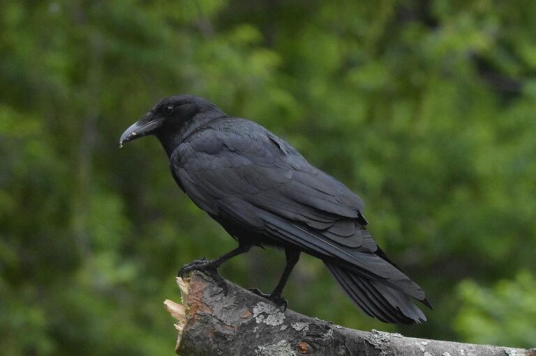 American Crow: Field Guide, Pictures, Habitat & Info - Optics Mag