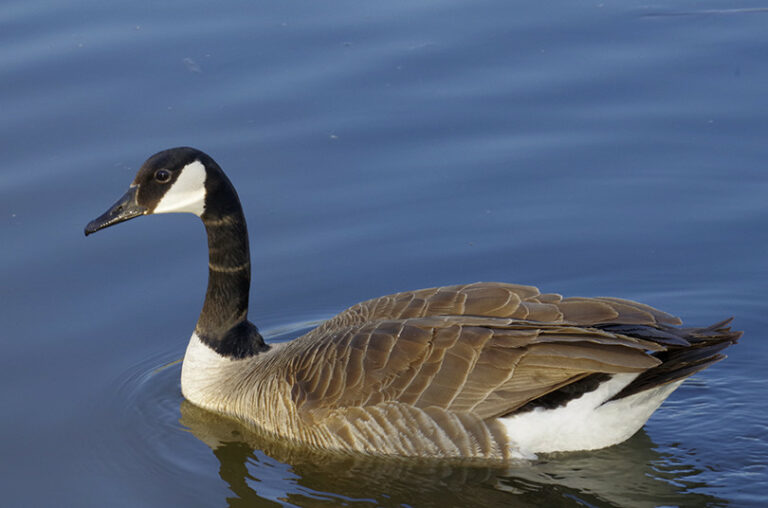 Canadian Geese: Field Guide, Pictures, Habitat & Info - Optics Mag