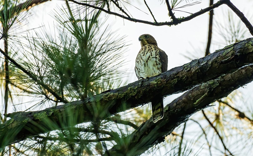 15 Interesting & Fun Cooper's Hawk Facts You Never Knew - Optics Mag