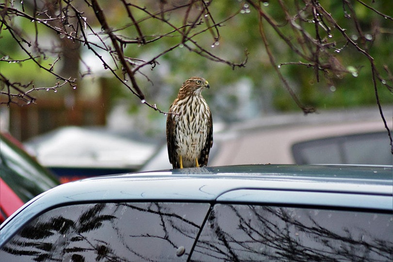 15 Interesting & Fun Cooper's Hawk Facts You Never Knew - Optics Mag