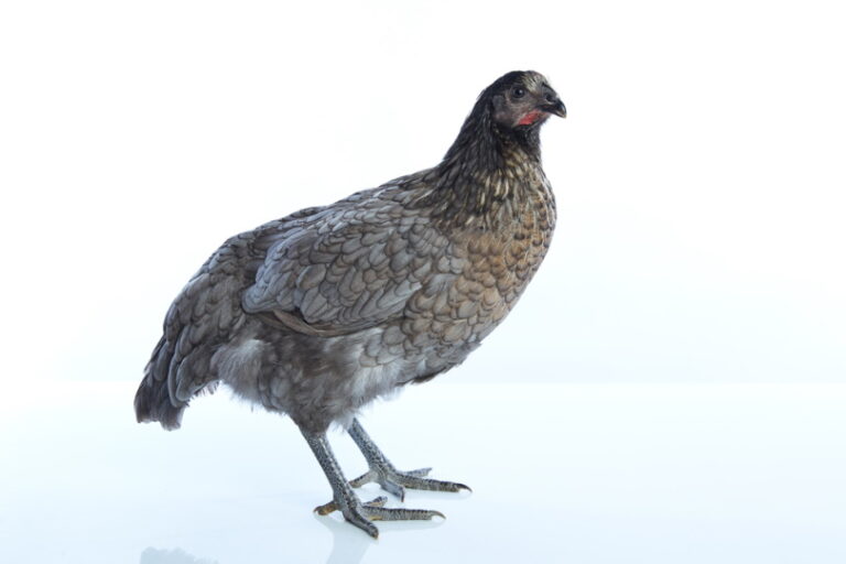 What Is Delaware's State Bird? How Was It Decided? - Optics Mag