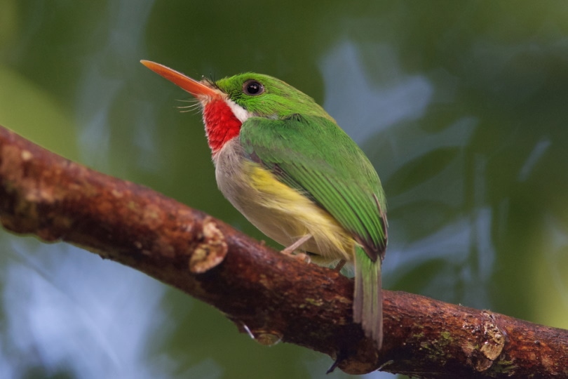 9 Common Backyard Birds in Puerto Rico (With Pictures) - Optics Mag