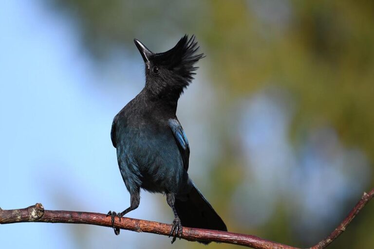 25 Common Backyard Birds in Nevada (With Pictures) - Optics Mag