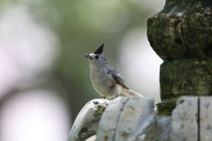 Tufted Titmouse: Field Guide, Pictures, Habitat & Info - Optics Mag