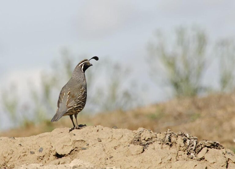 What Is California’s State Bird? How Was It Decided? - Optics Mag