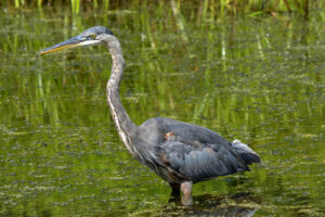 Great Blue Heron: Field Guide, Pictures, Habitat & Info - Optics Mag