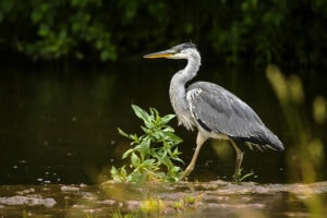 Great Blue Heron: Field Guide, Pictures, Habitat & Info - Optics Mag