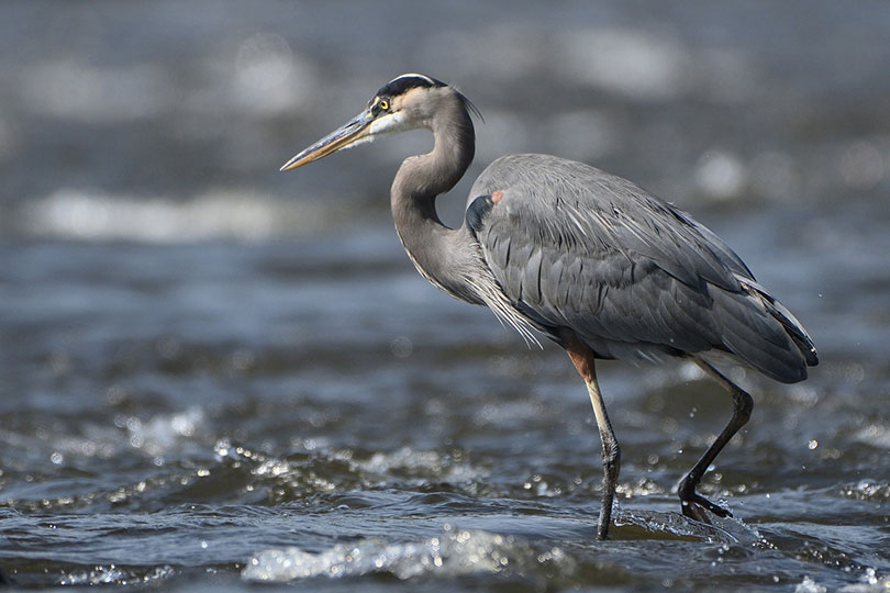 13 Interesting & Fun Great Blue Heron Facts You Never Knew - Optics Mag