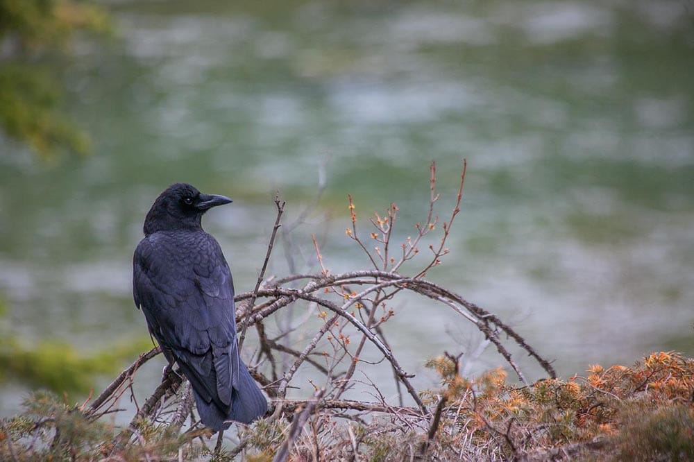 American Crow: Field Guide, Pictures, Habitat & Info - Optics Mag