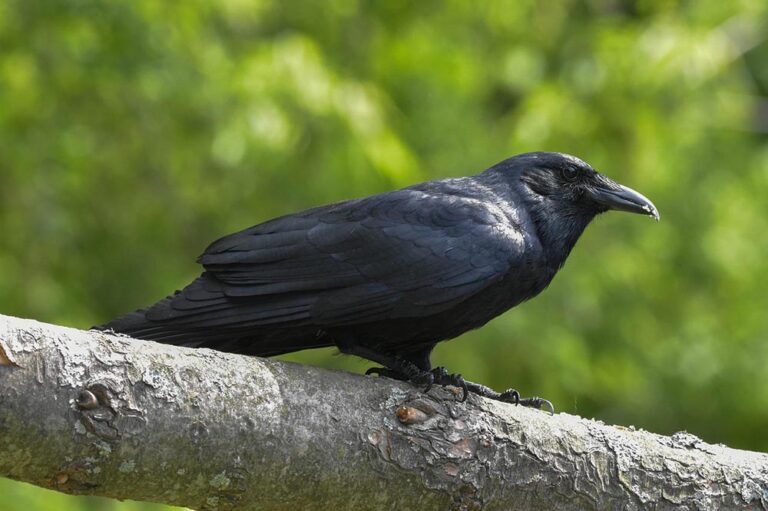 14 Types of Black Birds in Wisconsin (with Pictures) - Optics Mag
