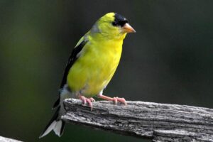 American Goldfinch: Field Guide, Pictures, Habitat & Info - Optics Mag