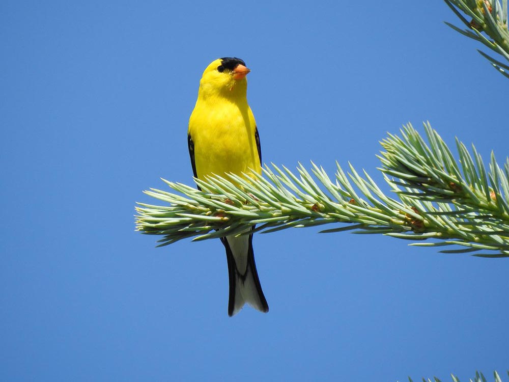 20 Interesting & Fun American Goldfinch Facts You Never Knew - Optics Mag