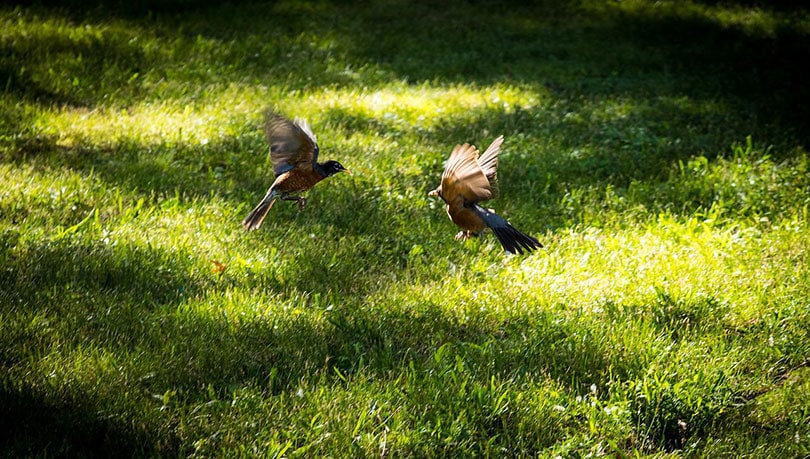 10 Interesting Facts About the American Robin You Never Knew - Optics Mag