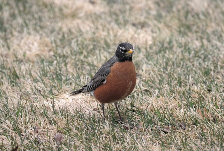 10 Interesting Facts About the American Robin You Never Knew - Optics Mag