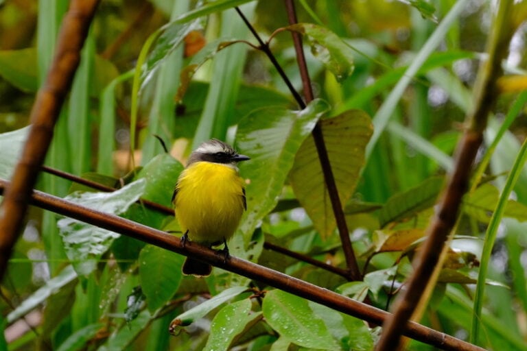 9 Common Backyard Birds in Puerto Rico (With Pictures) - Optics Mag