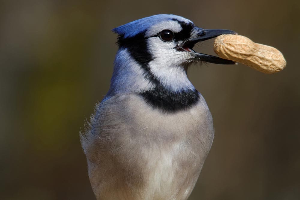 Blue Jay: Field Guide, Pictures, Habitat & Info - Optics Mag