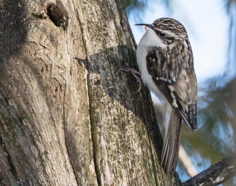 20 Common Backyard Birds in Indiana (With Pictures) - Optics Mag