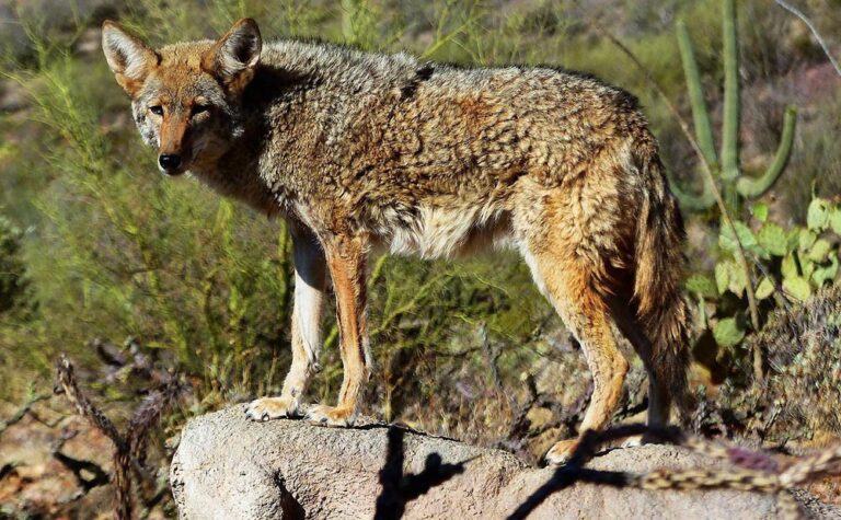 What Animals Can You Hunt in Arizona? 31 Common Game Species - Optics Mag