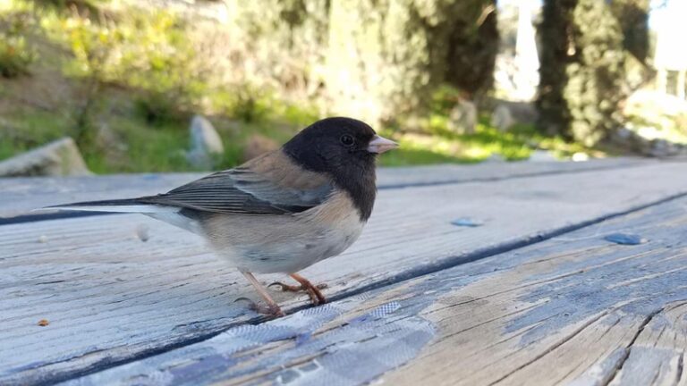 Do Juncos Migrate? What Do They Do in the Winter? - Optics Mag