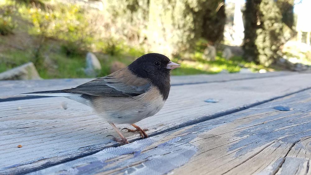 Dark-eyed Junco: Field Guide, Pictures, Habitat & Info - Optics Mag