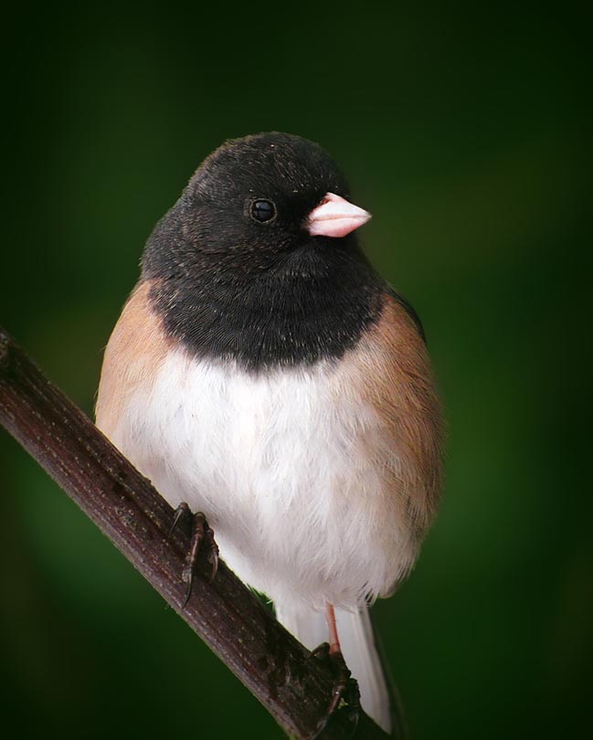 11 Interesting and Fun Junco Facts - Optics Mag