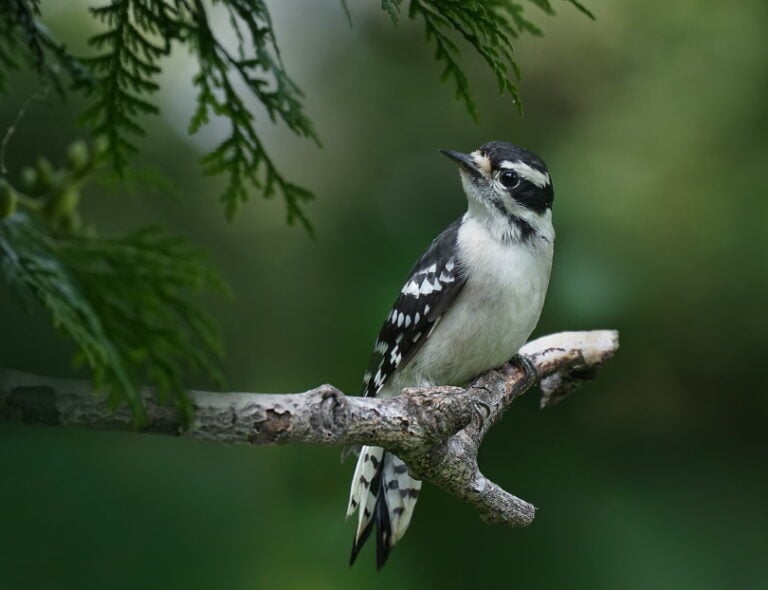 Downy Woodpecker: Field Guide, Pictures, Habitat & Info - Optics Mag