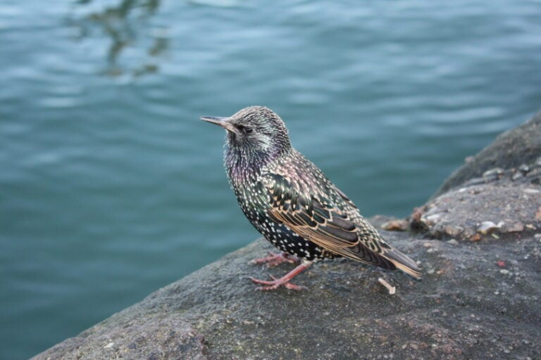 How Did the European Starling Get to America? The Fascinating Answer ...