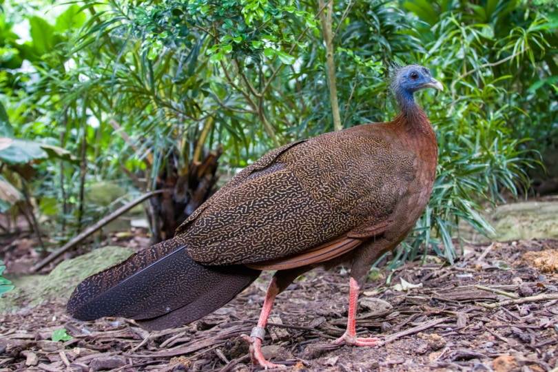 13 Birds with Long Tails (with Pictures) - Optics Mag