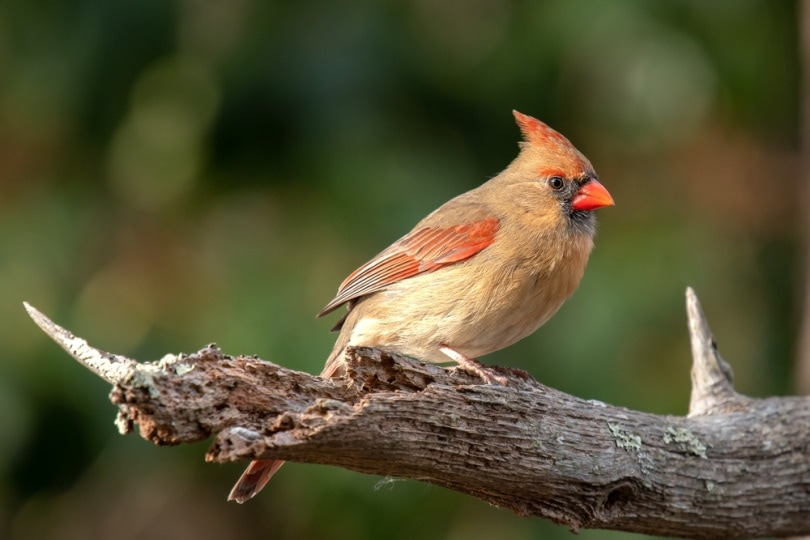 18 Interesting & Fun Northern Cardinal Facts You Never Knew - Optics Mag