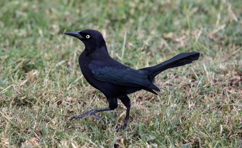 9 Common Backyard Birds in Puerto Rico (With Pictures) - Optics Mag