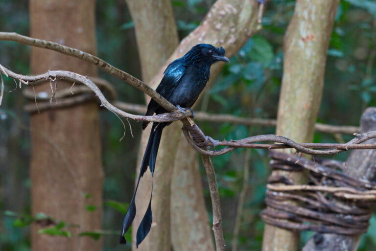 13 Birds with Long Tails (with Pictures) - Optics Mag