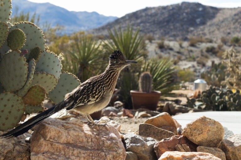 What Is New Mexico's State Bird? How Was It Decided? - Optics Mag