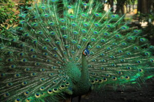 13 Birds with Long Tails (with Pictures) - Optics Mag
