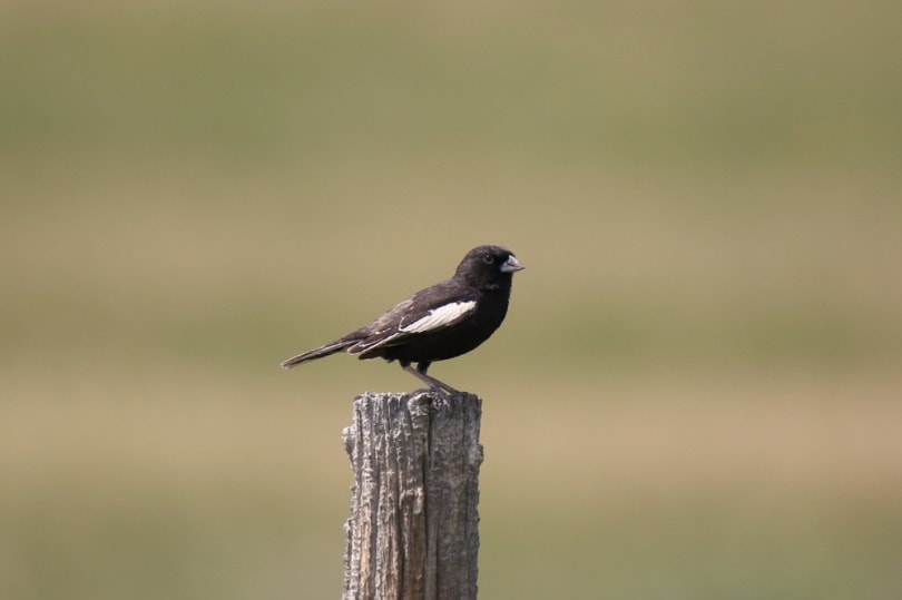 What Is Colorado's State Bird? How Was It Decided? - Optics Mag
