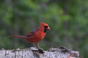 Northern Cardinal: Field Guide, Pictures, Habitat & Info - Optics Mag