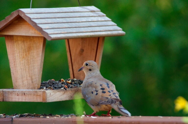 How Long Do Mourning Doves Live? (Average Lifespan Data & Facts ...