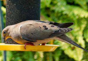 What Do Mourning Doves Eat? 5 Typical Foods - Optics Mag