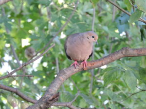 Do Mourning Doves Migrate? What You Need To Know - Optics Mag