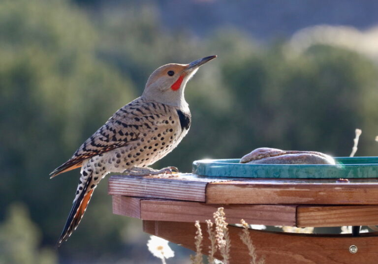 Northern Flicker: Field Guide, Pictures, Habitat & Info - Optics Mag