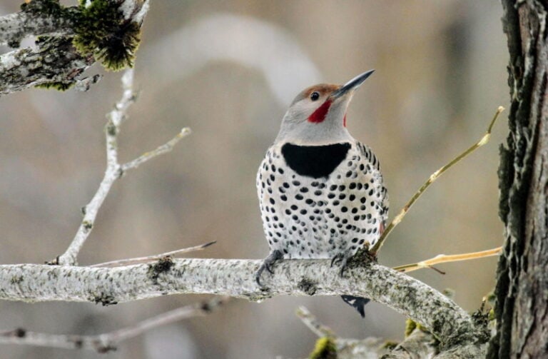 Northern Flicker: Field Guide, Pictures, Habitat & Info - Optics Mag
