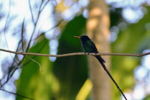 13 Birds with Long Tails (with Pictures) - Optics Mag
