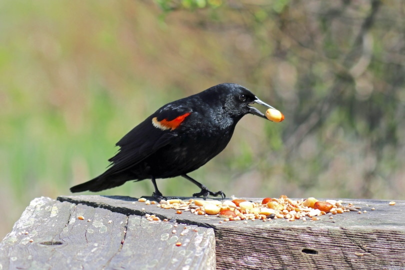 Red-Winged Blackbird: Field Guide, Pictures, Habitat & Info - Optics Mag