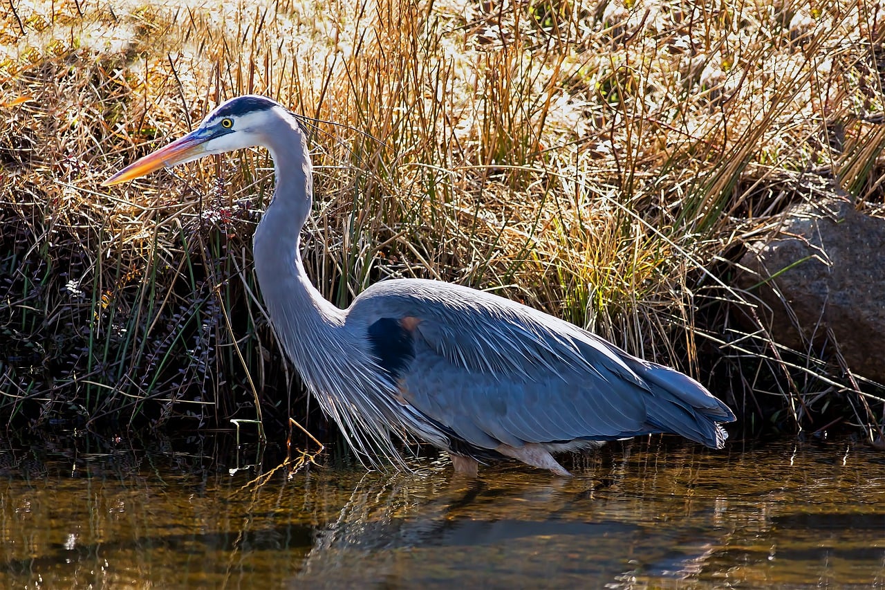 Great Blue Heron: Field Guide, Pictures, Habitat & Info - Optics Mag