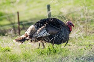 What Can You Hunt in Alaska? 14 Common Game Species - Optics Mag