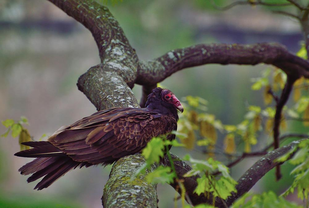 18 Interesting & Fun Turkey Vulture Facts You Will Love to Know ...